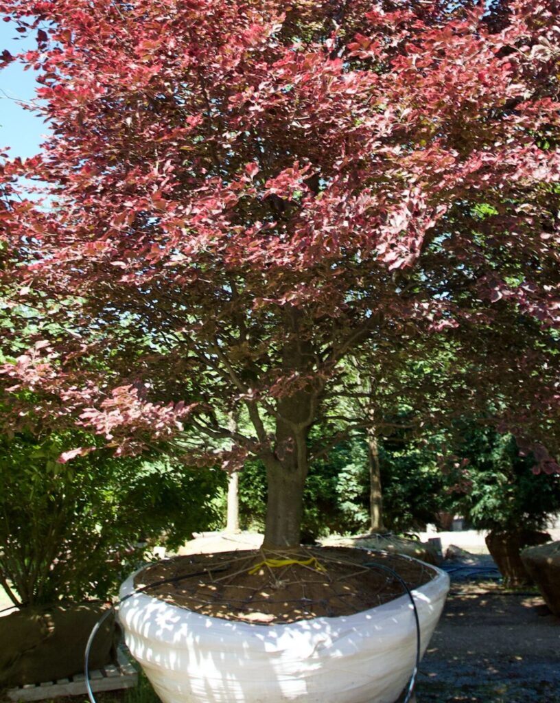 ReTree - REPLACE • REPLANT • REPURPOSE